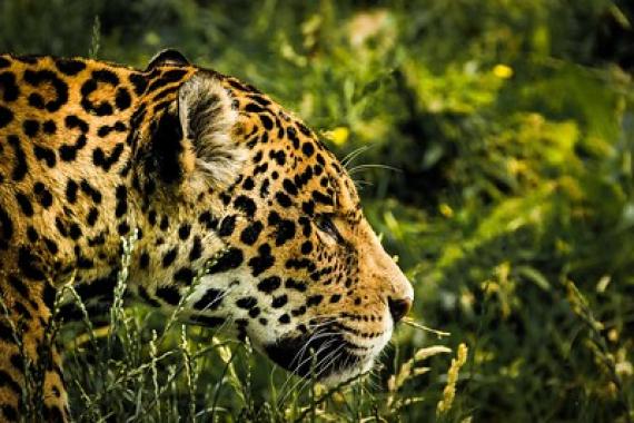 Conserving jaguars through ecotourism | People not poaching