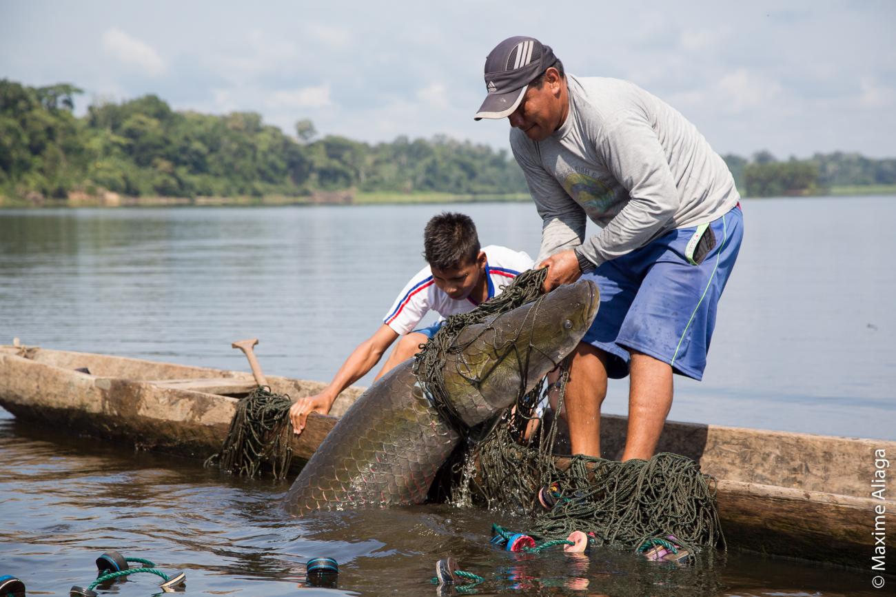 Sustainable management of the arapaima | People not poaching