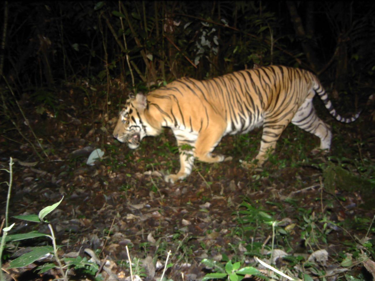 Safeguarding Sumatran Tigers in Kerinci Seblat National Park | People ...
